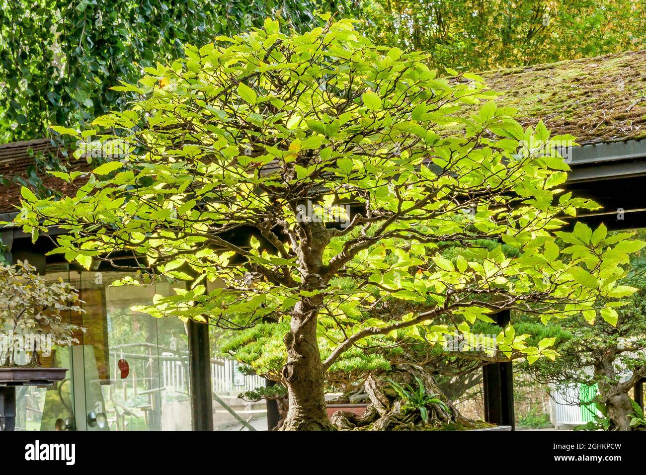 Japanese beech bonsai fagus crenata hi-res stock photography and images ...