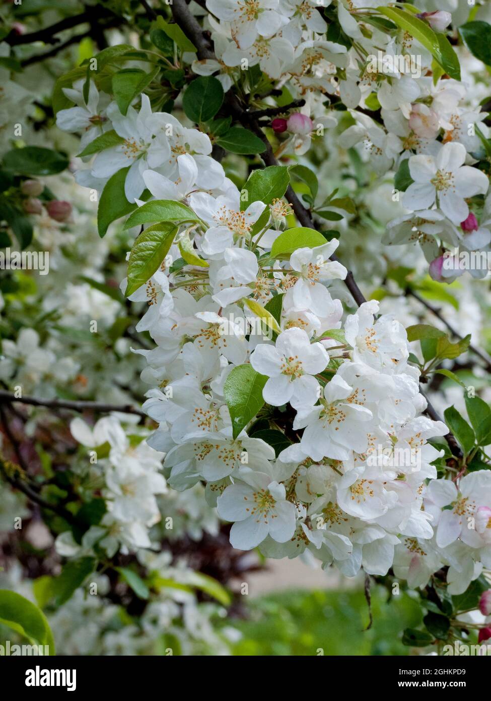 Evereste crabapple tree hi-res stock photography and images - Alamy