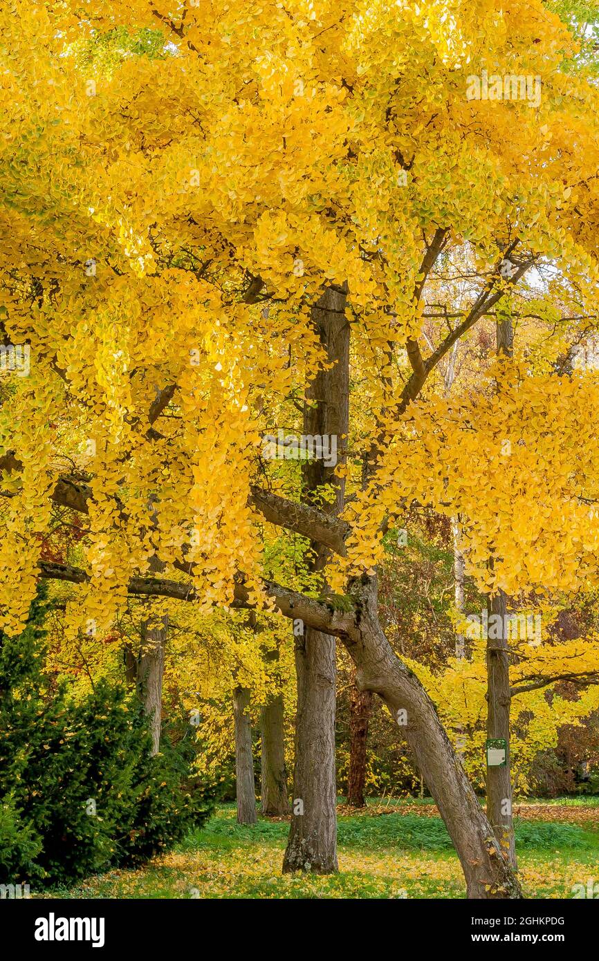 Family ginkgoaceae hi-res stock photography and images - Alamy
