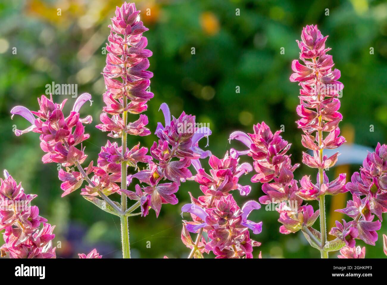 Salvia canariensis hi-res stock photography and images - Alamy
