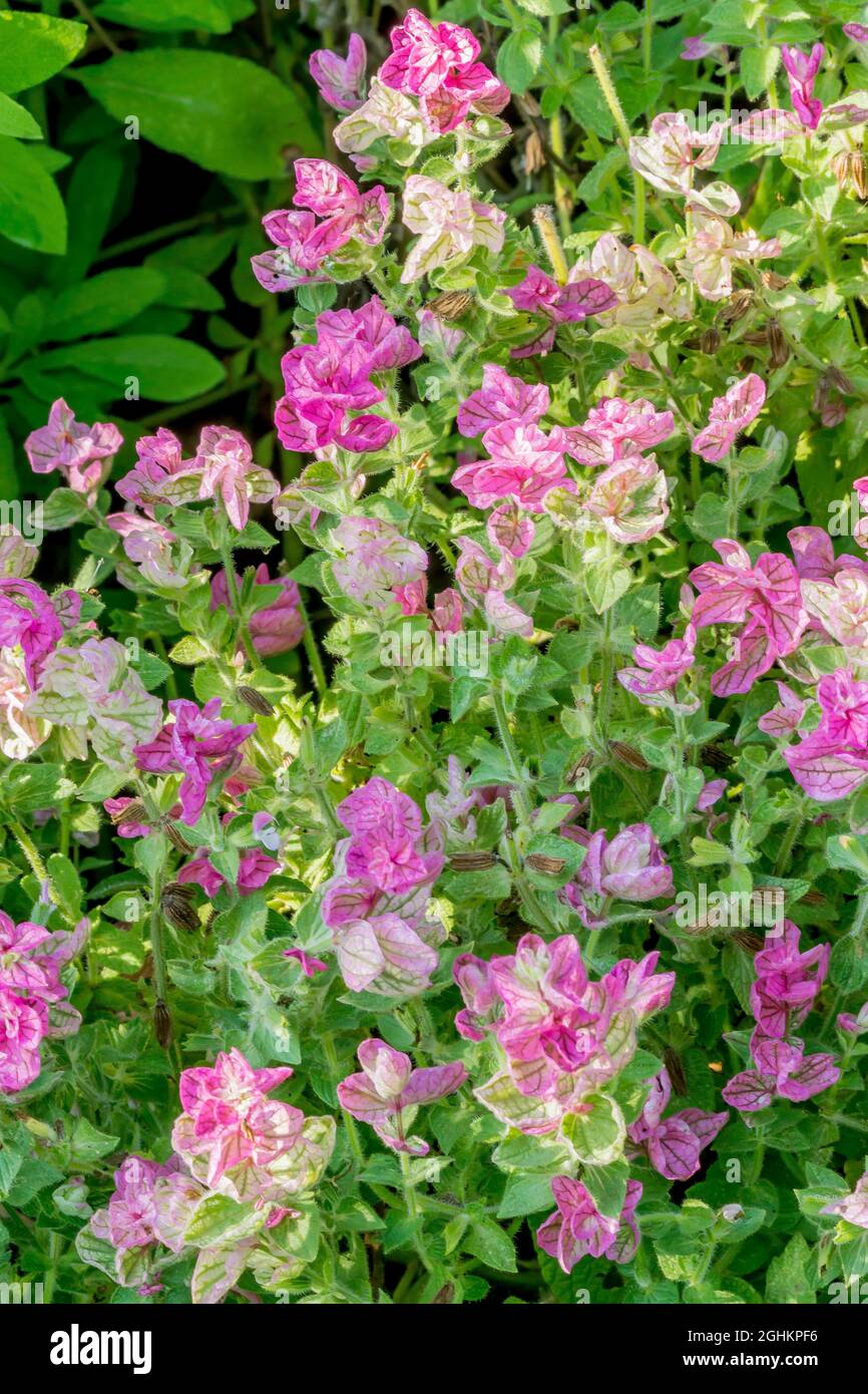 Salvia viridis 'Pink Sundae' Stock Photo - Alamy