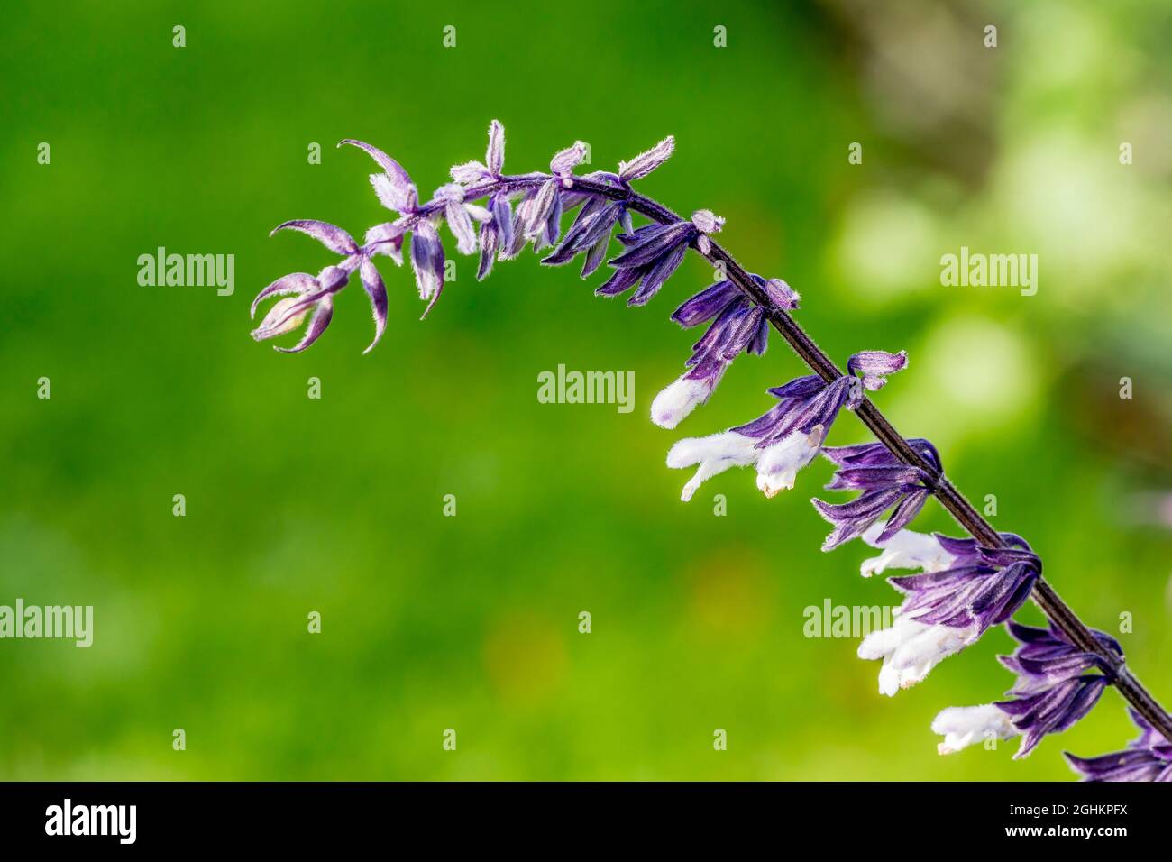 Salvia 'Phyllis' Fancy' Stock Photo - Alamy