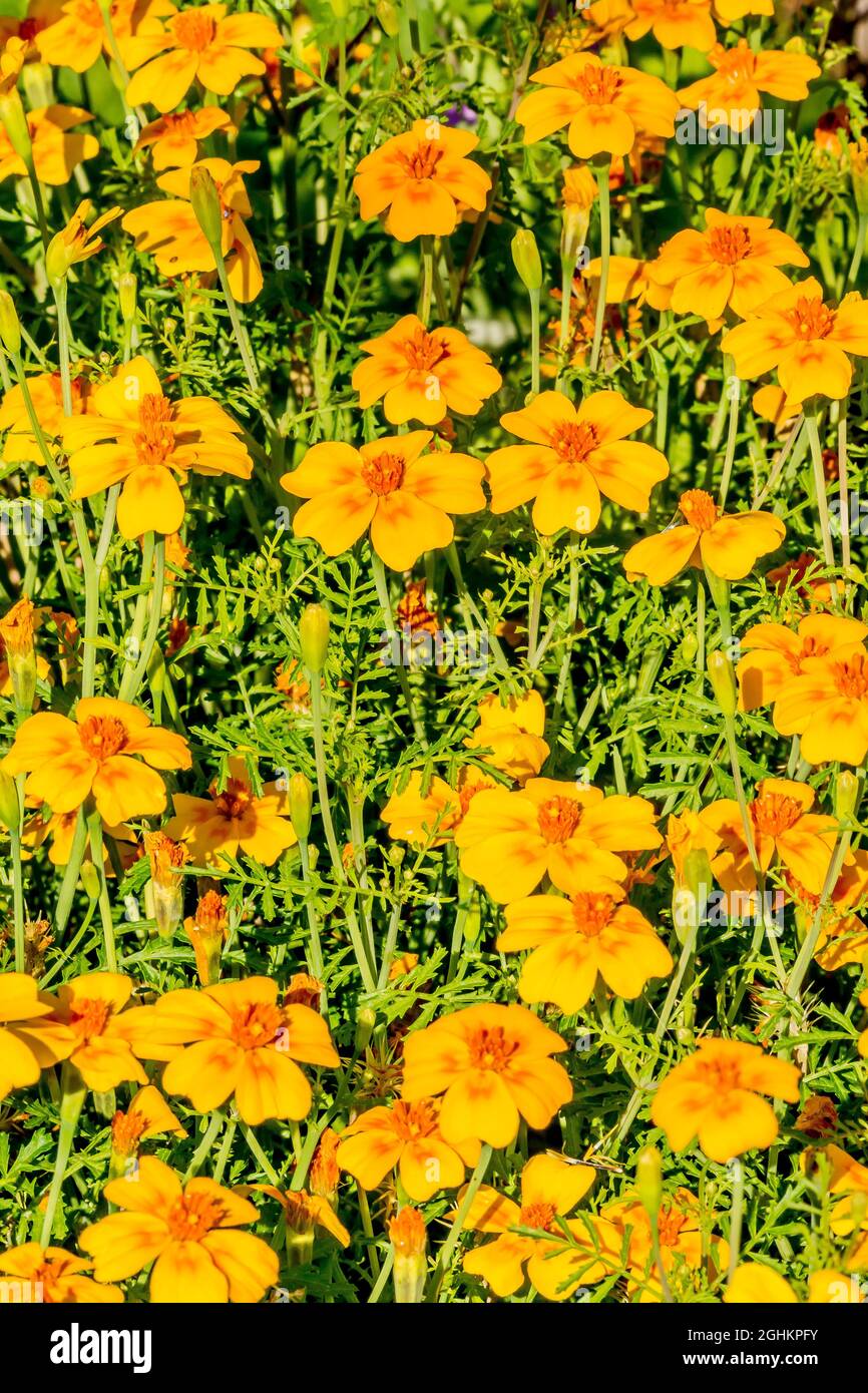 Tagetes lemon gem hi-res stock photography and images - Alamy