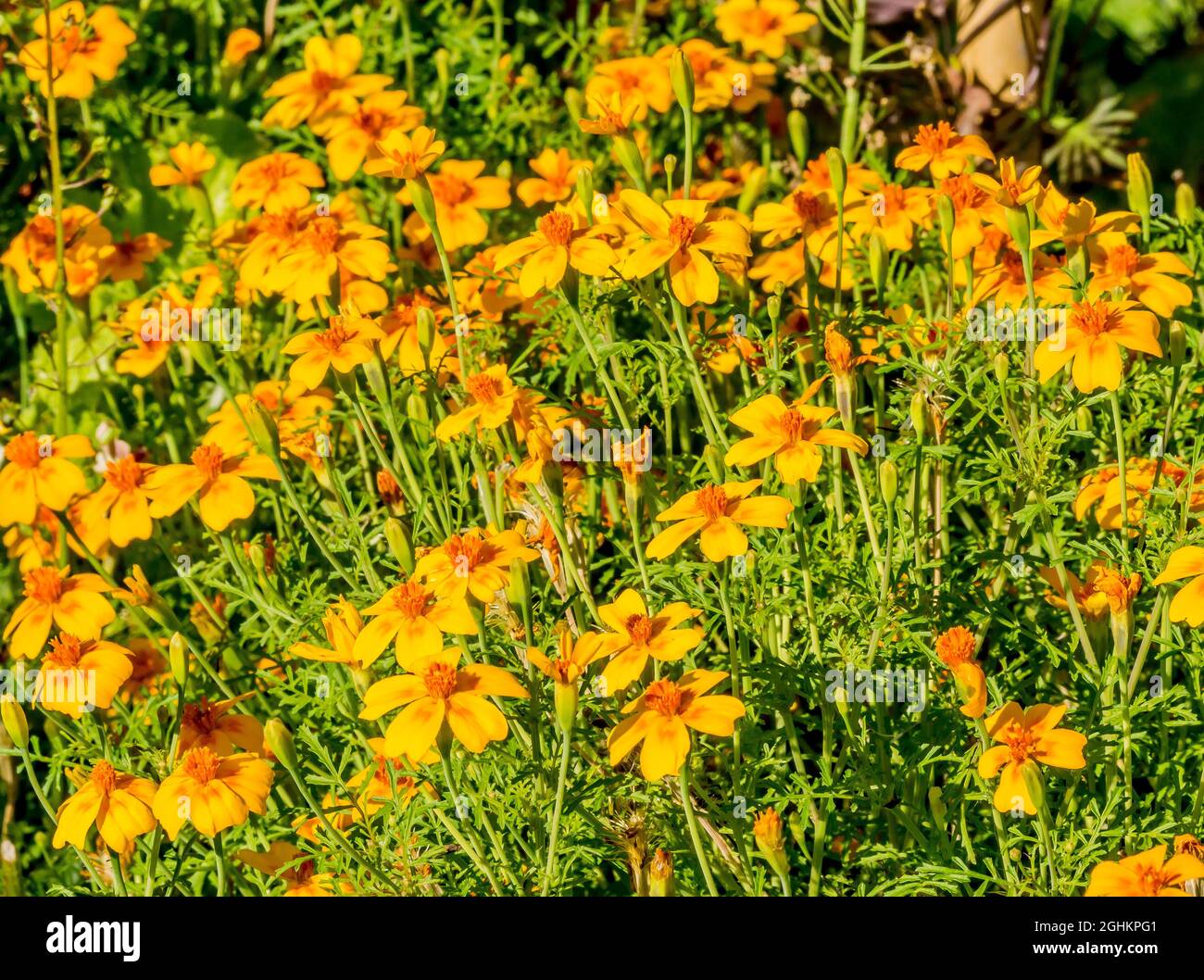 Tagetes tenuifolia golden gem hi-res stock photography and images - Alamy