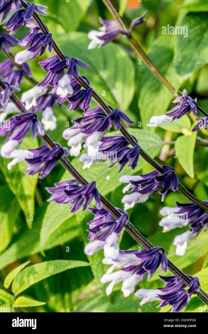 Salvia 'Phyllis' Fancy' Stock Photo - Alamy
