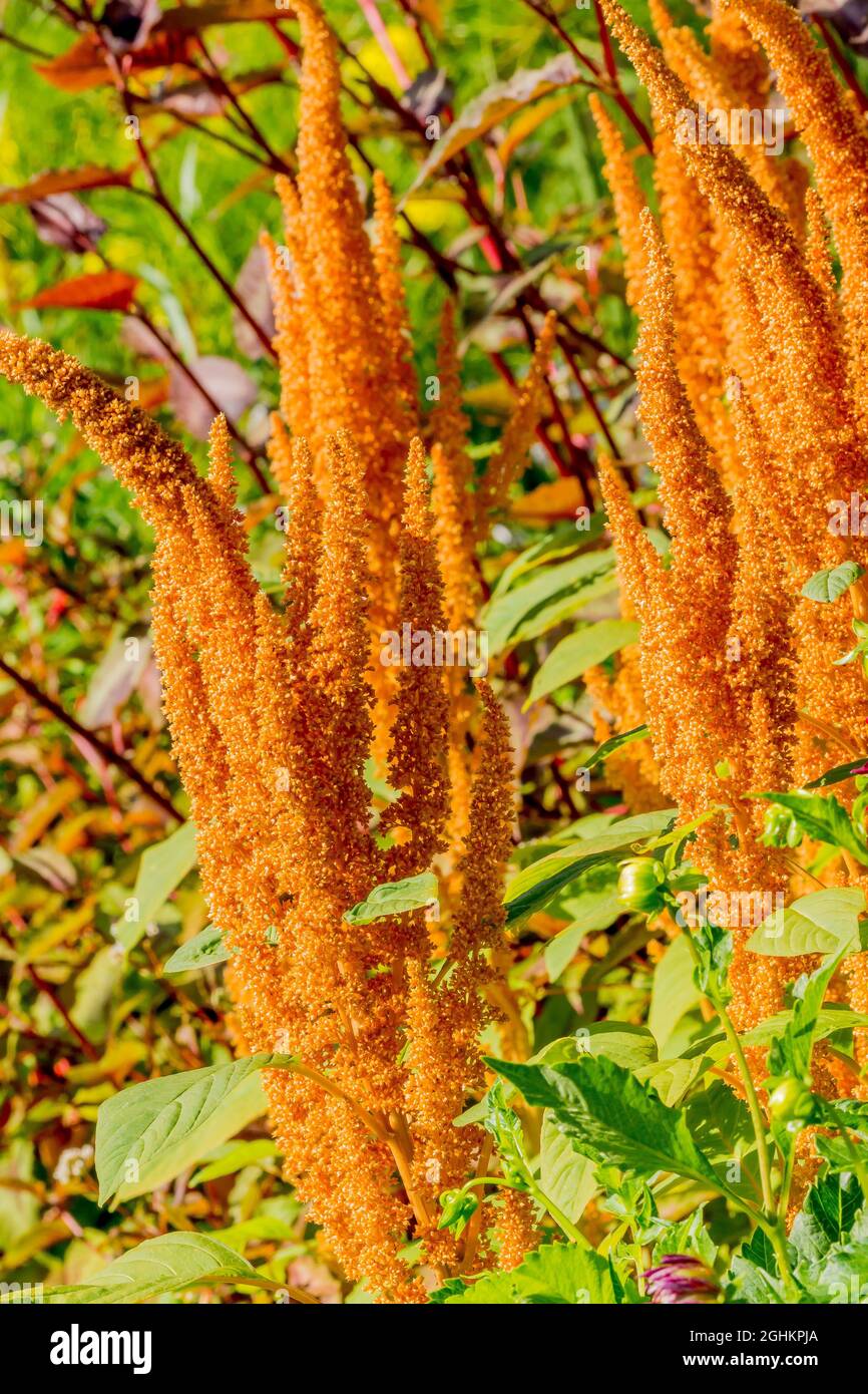 Amaranthus cruentus golden giant hi-res stock photography and images ...