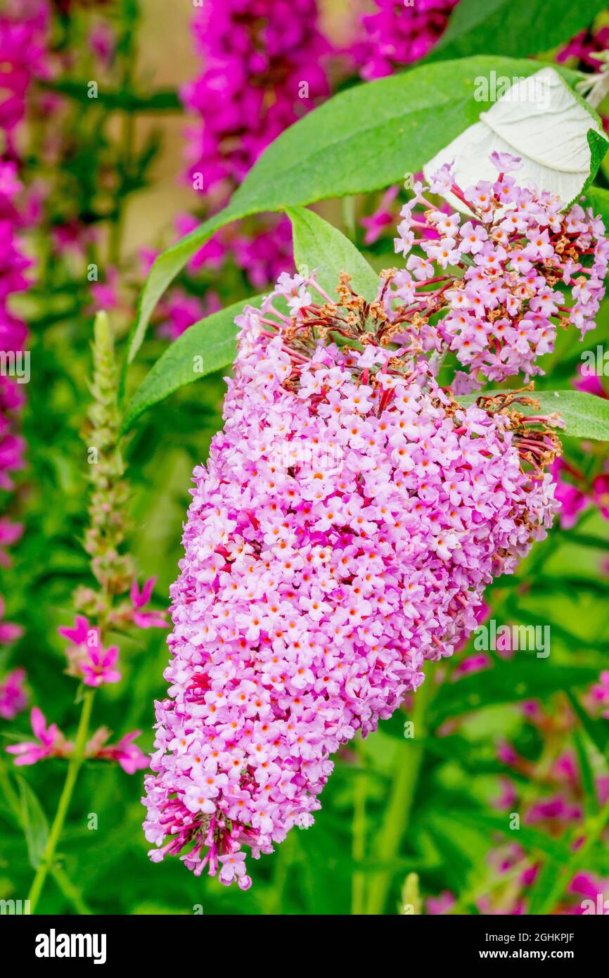 Buddleja davidii 'Pink Delight' Stock Photo - Alamy