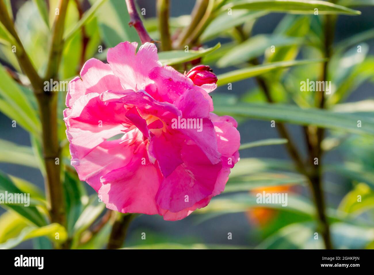 Nerium oleander 'Variegata' Stock Photo - Alamy