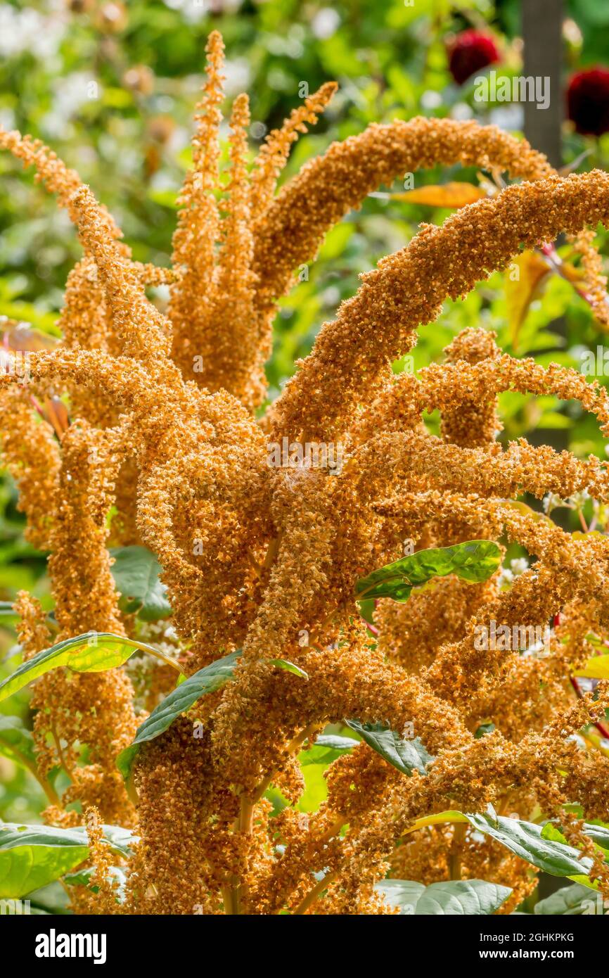 Amaranthus cruentus 'Golden Giant' Stock Photo - Alamy