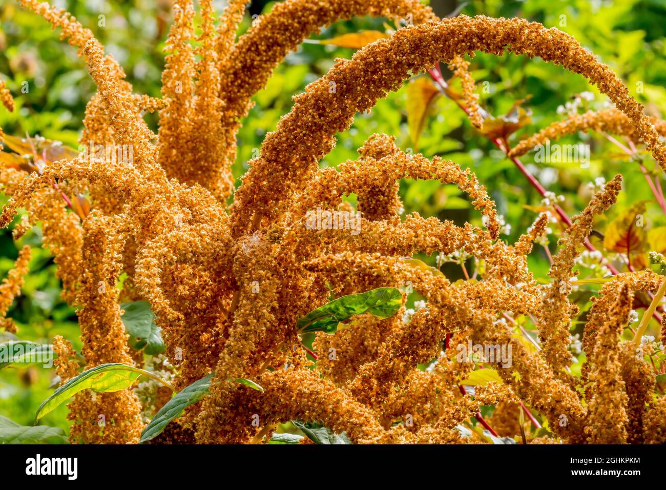 Amaranthus cruentus 'Golden Giant' Stock Photo - Alamy