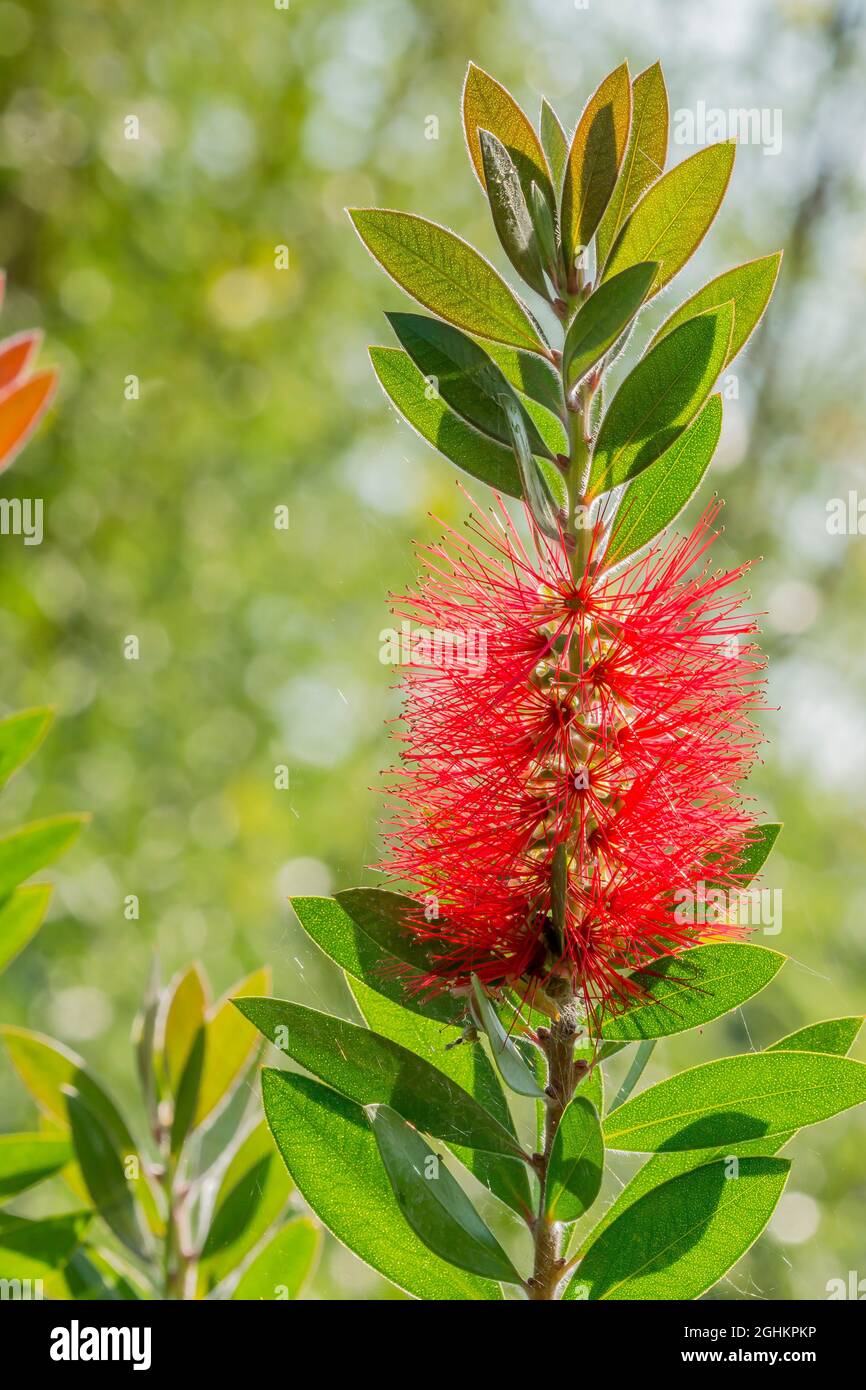 Callistemon citrinus 'Splendens' Stock Photo - Alamy