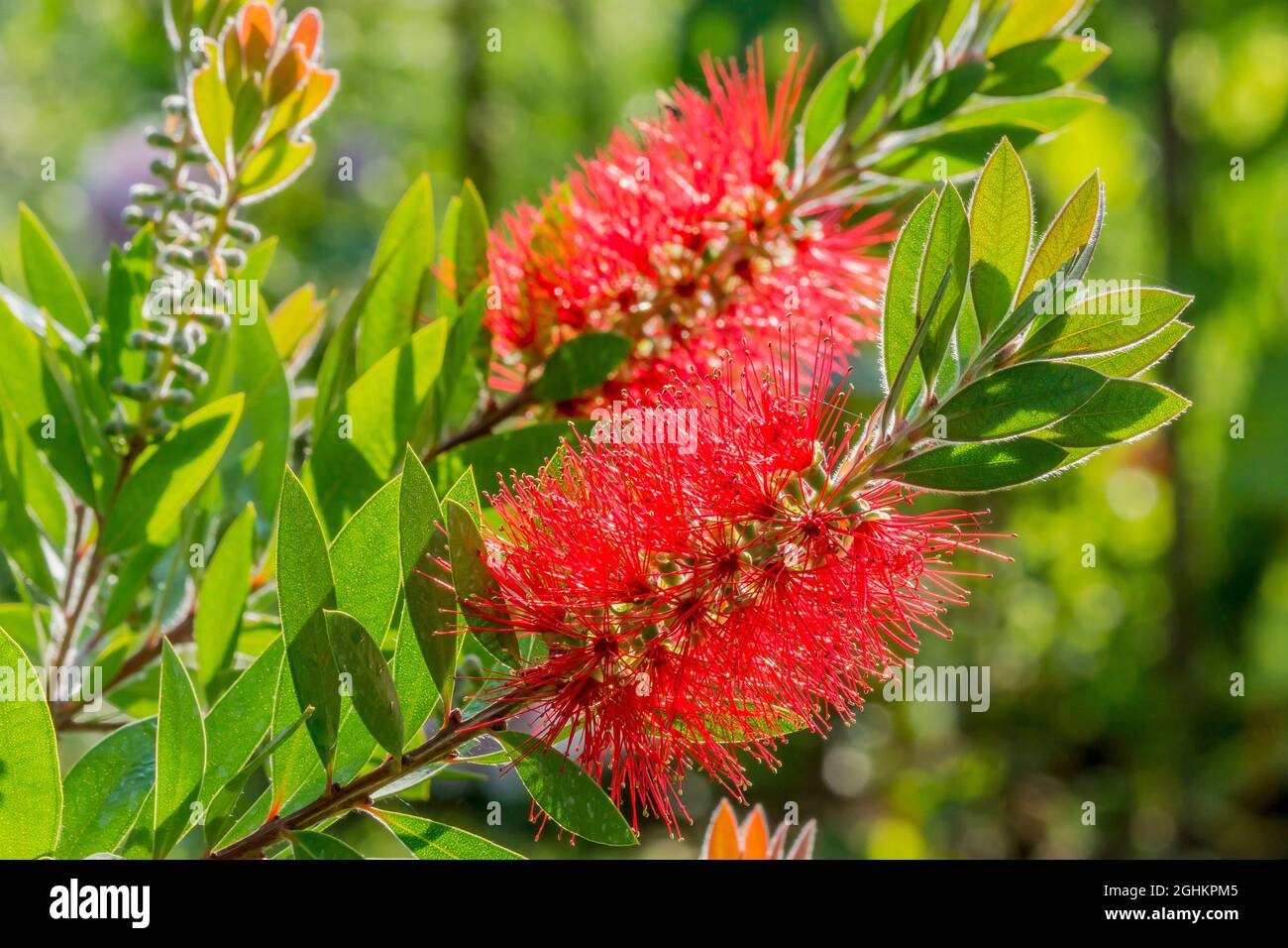 Callistemon citrinus 'Splendens' Stock Photo - Alamy