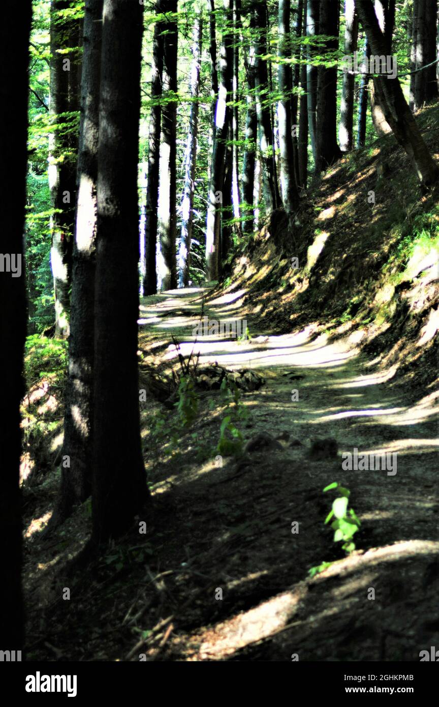 Vertical shot of the sun shining through trees in a green forest Stock ...