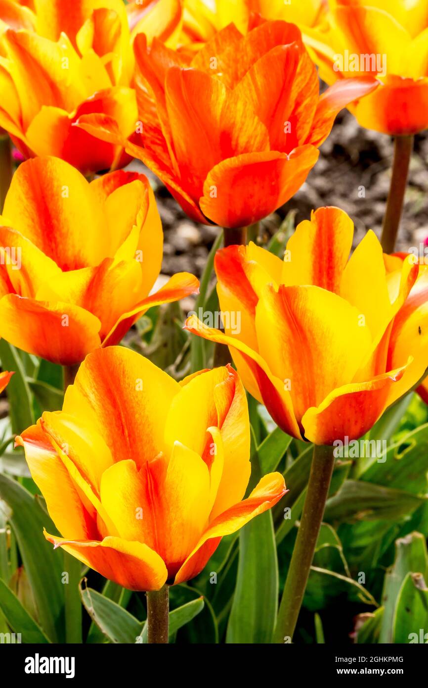 Greig tulips 'Cape Cod' in bloom in a garden Stock Photo - Alamy