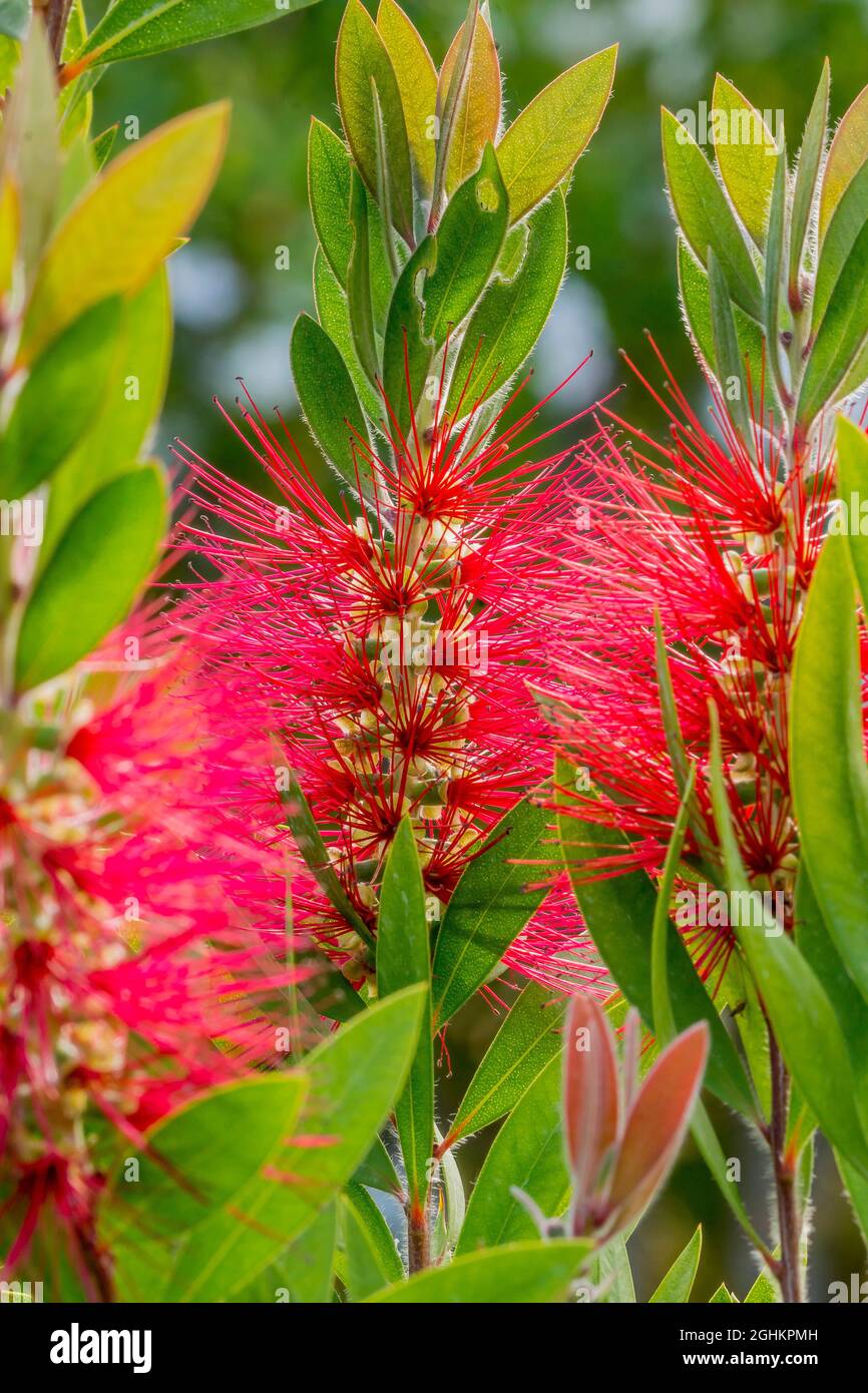 Callistemon citrinus 'Splendens' Stock Photo - Alamy