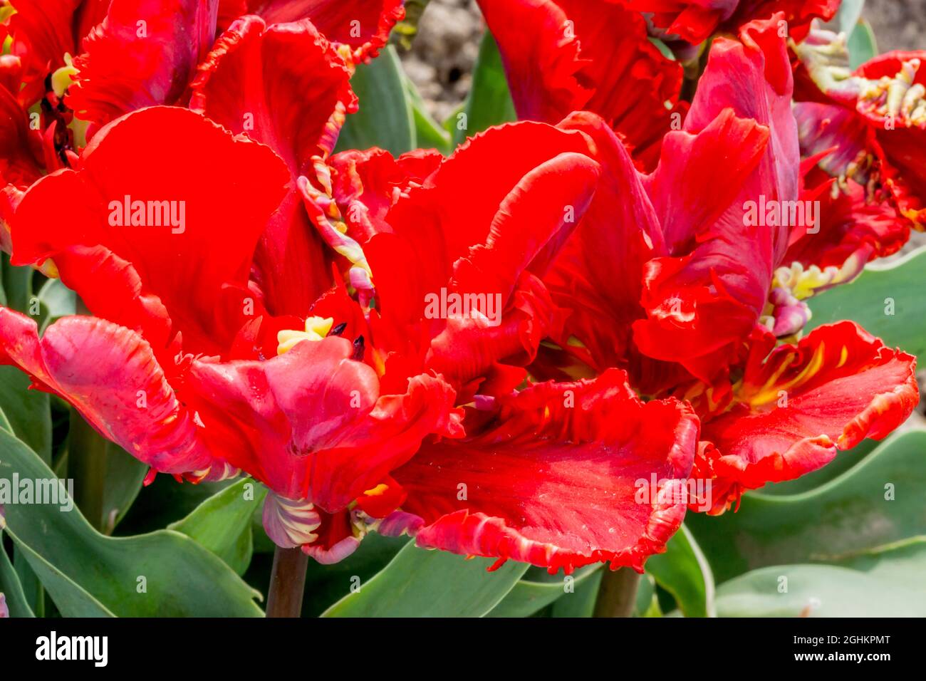 Parrot tulip 'Rococo' in bloom in a garden Stock Photo - Alamy