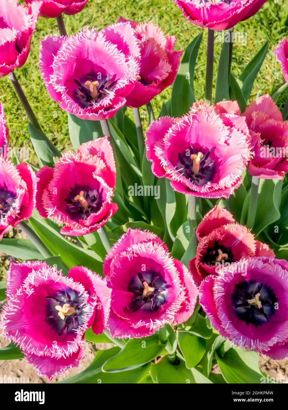 Tulip 'Blue Heron' in bloom in a garden Stock Photo - Alamy