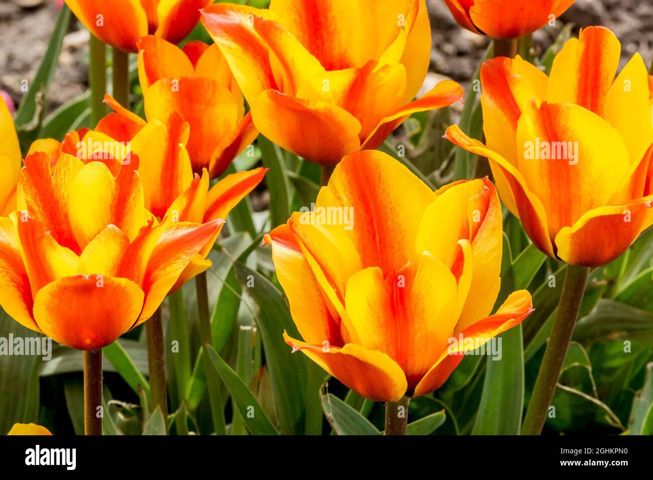 Greig tulips 'Cape Cod' in bloom in a garden Stock Photo - Alamy