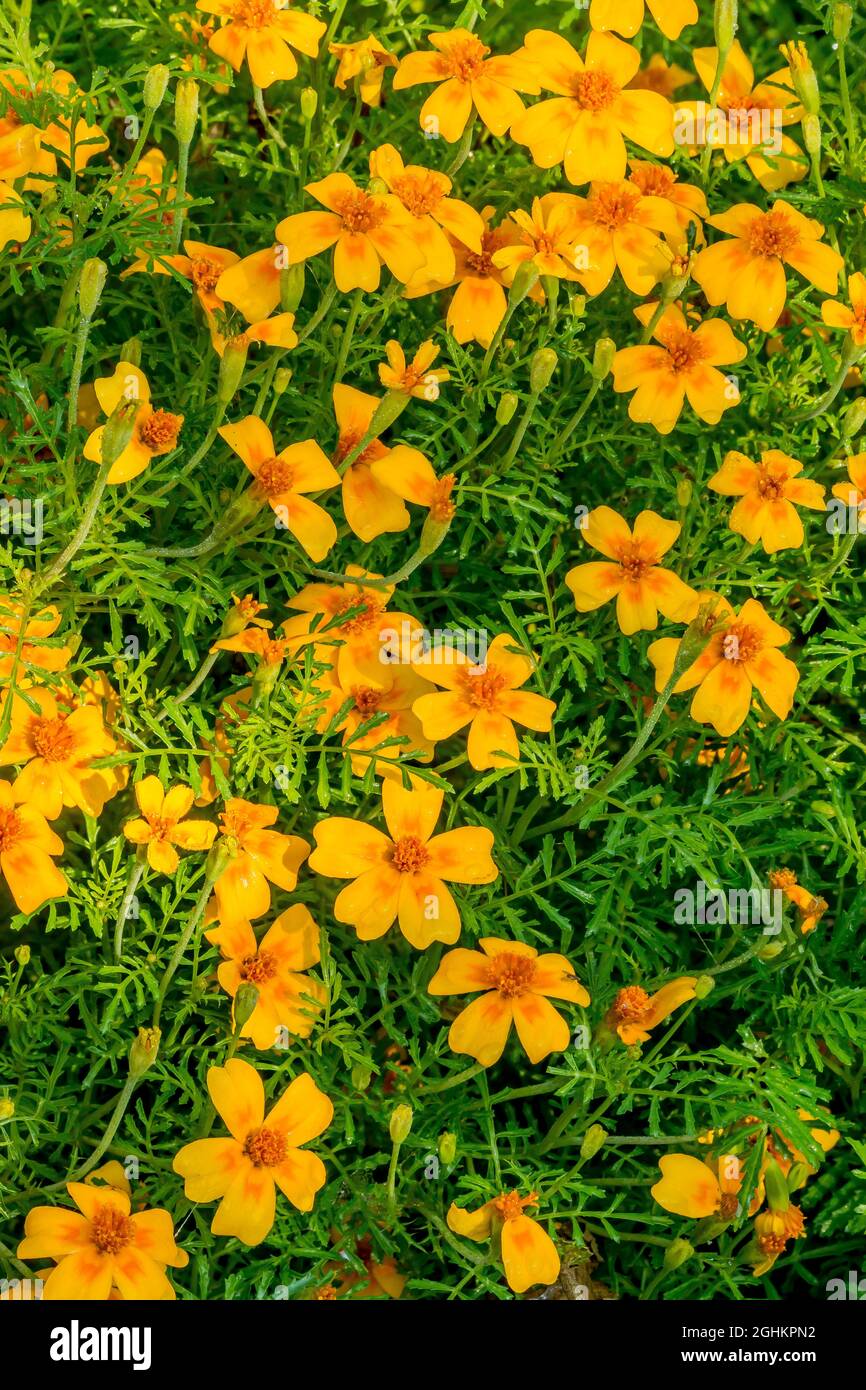 Tagetes tenuifolia 'Lemon Gem' Stock Photo - Alamy