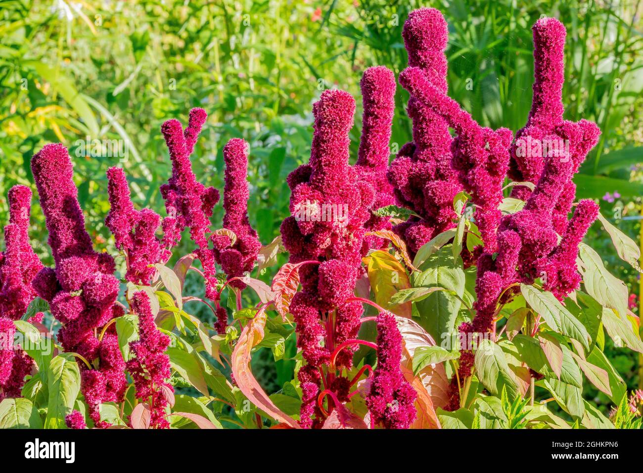 Amaranthus gangeticus 'Tête d'Elephant' Stock Photo - Alamy