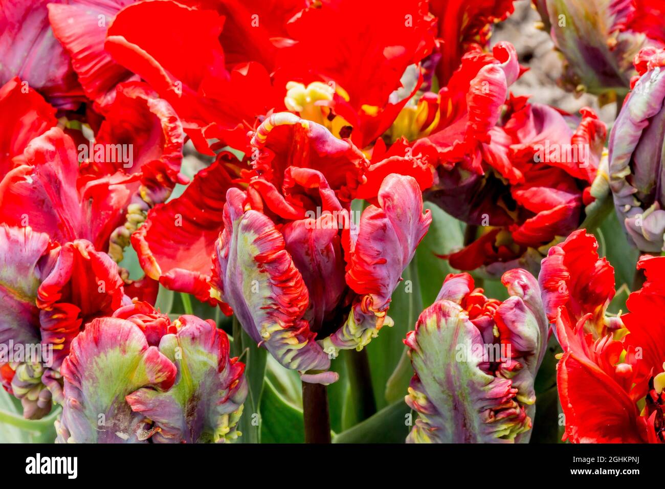 Parrot tulip 'Rococo' in bloom in a garden Stock Photo - Alamy
