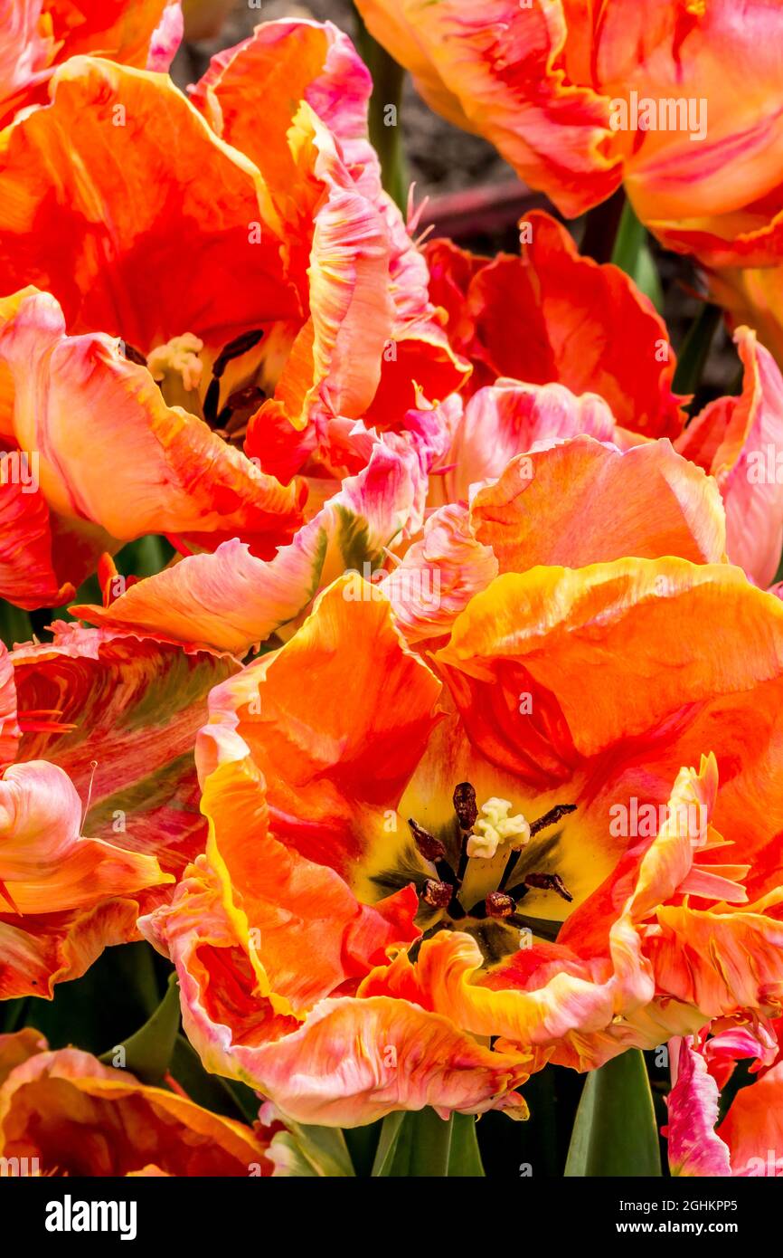Parrot tulip 'Rococo' in bloom in a garden Stock Photo - Alamy