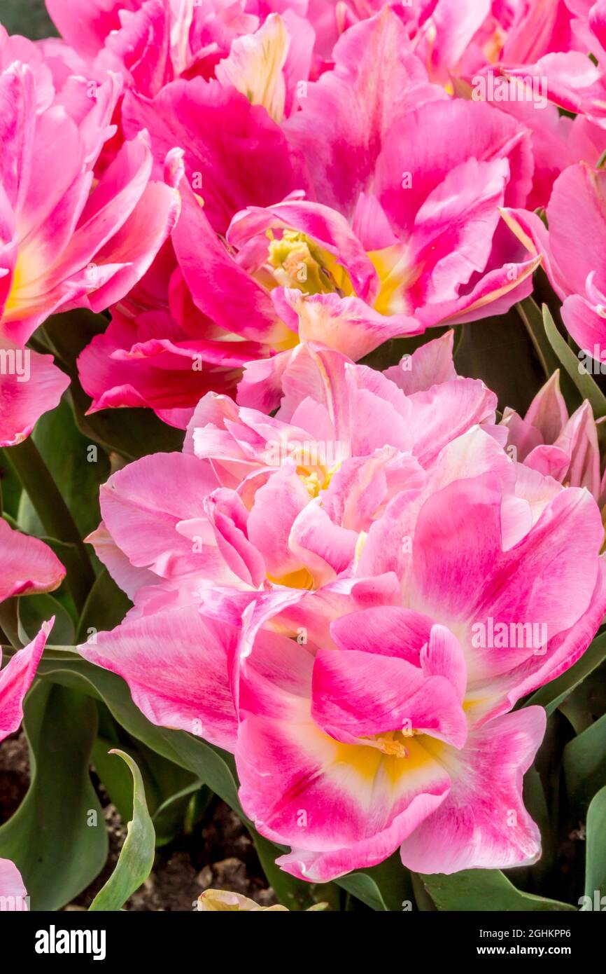 Tulip 'Peach Blossom' in bloom in a garden Stock Photo - Alamy