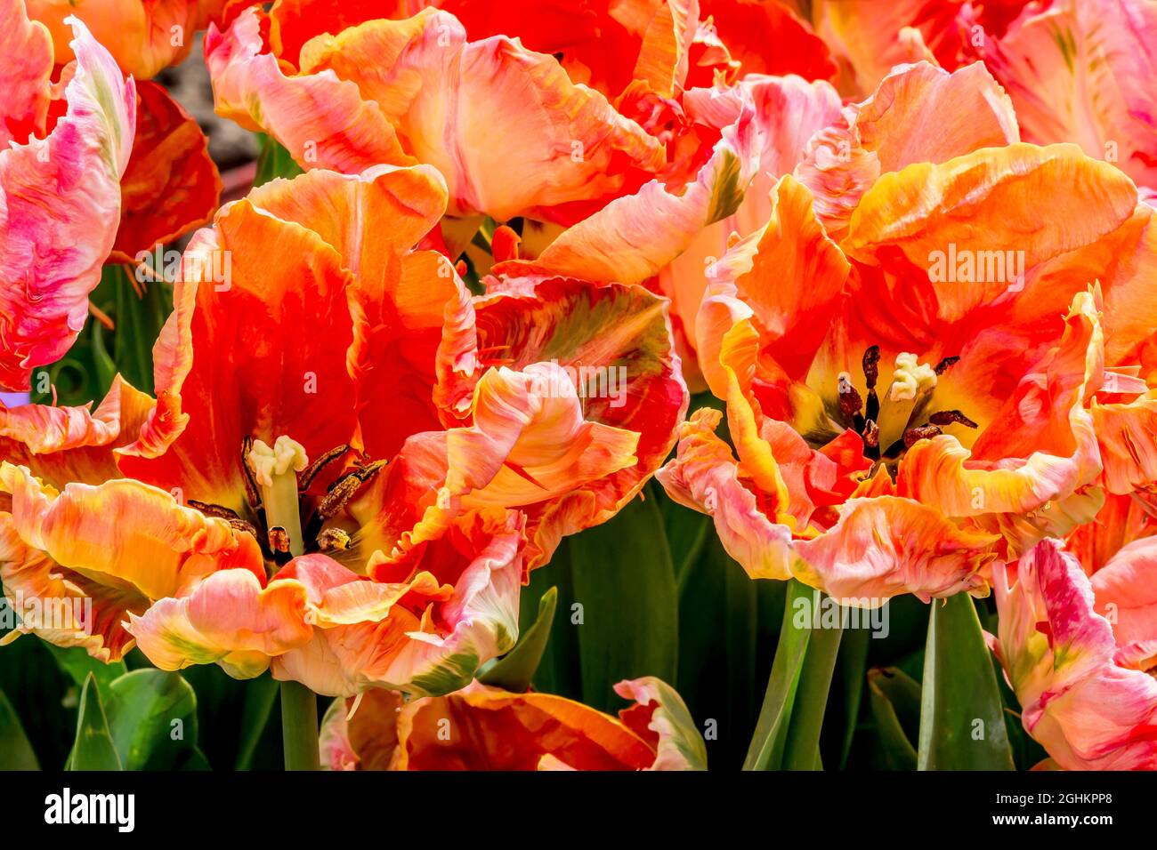 Parrot tulip 'Rococo' in bloom in a garden Stock Photo - Alamy