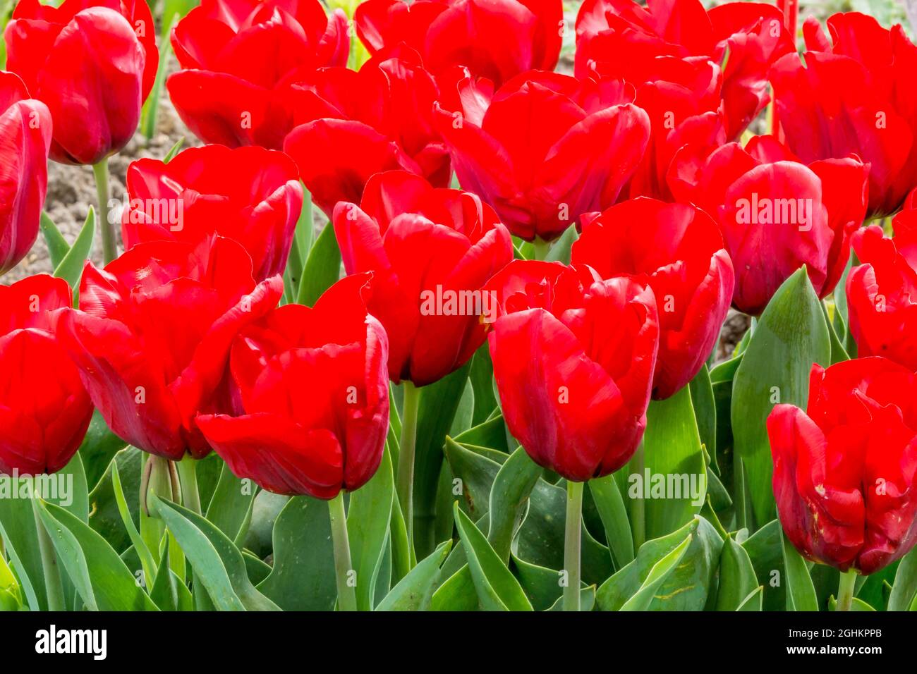 Tulip 'Big Chief' in bloom in a garden Stock Photo - Alamy