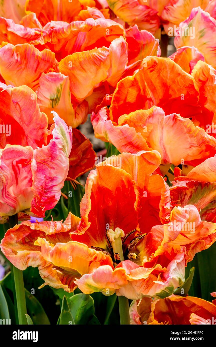 Parrot tulip 'Rococo' in bloom in a garden Stock Photo - Alamy