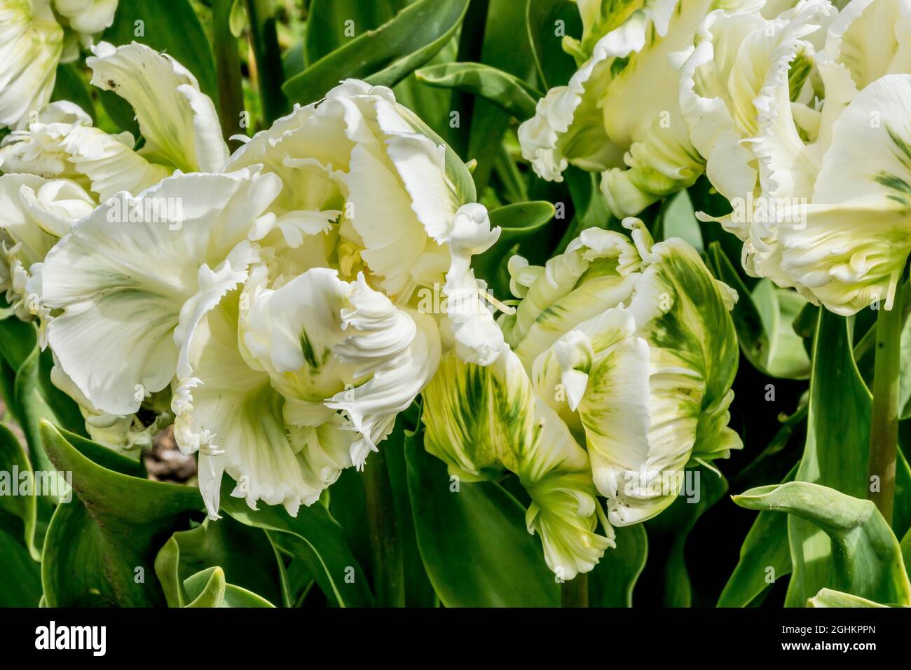 Parrot tulip 'Super Parrot' in bloom in a garden Stock Photo - Alamy