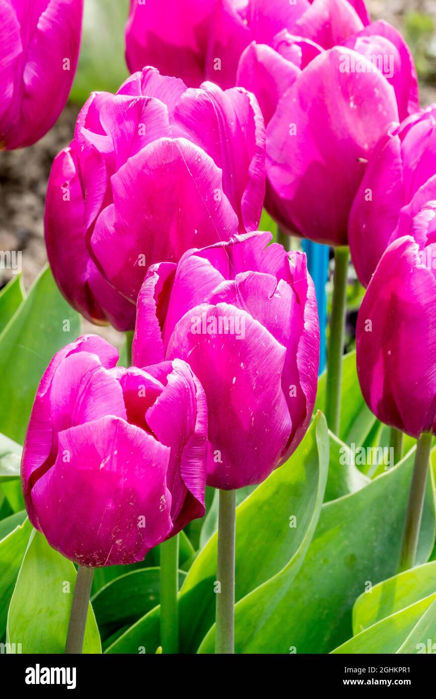 Tulip 'Purple Prince' in bloom in a garden Stock Photo - Alamy
