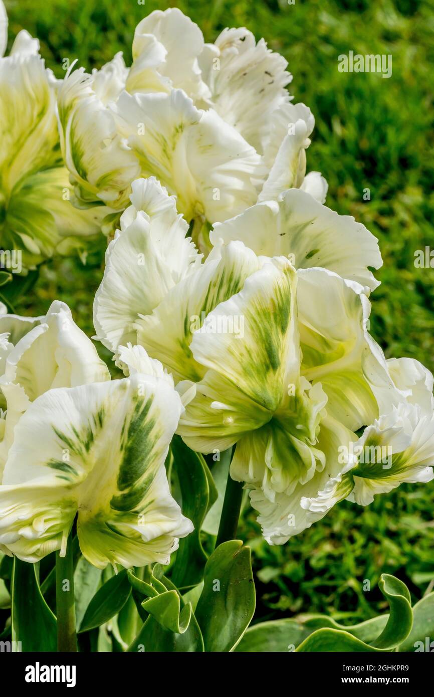 Parrot tulip 'Super Parrot' in bloom in a garden Stock Photo - Alamy