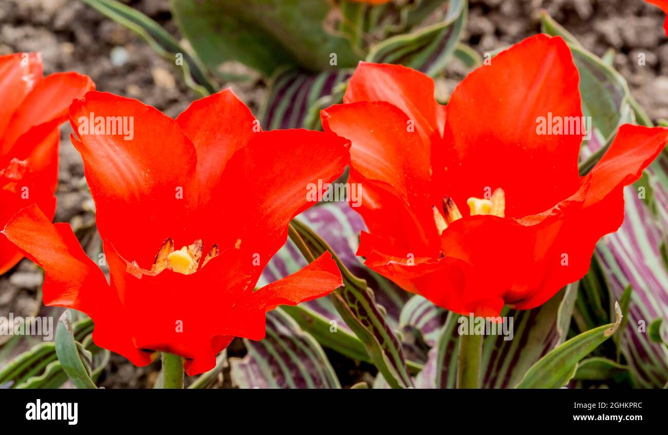 Greig tulip 'Red Riding Hood' in bloom in a garden Stock Photo - Alamy