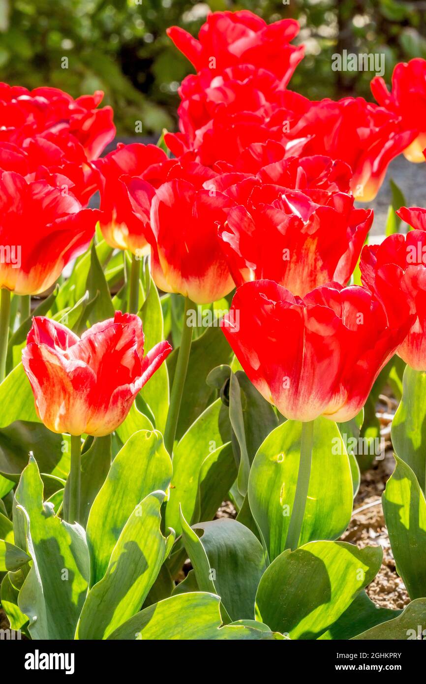 Tulip 'Match' in bloom in a garden Stock Photo - Alamy