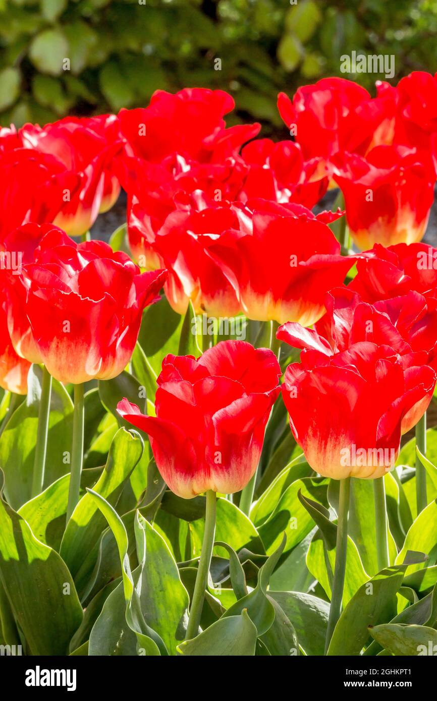 Tulip 'Match' in bloom in a garden Stock Photo - Alamy