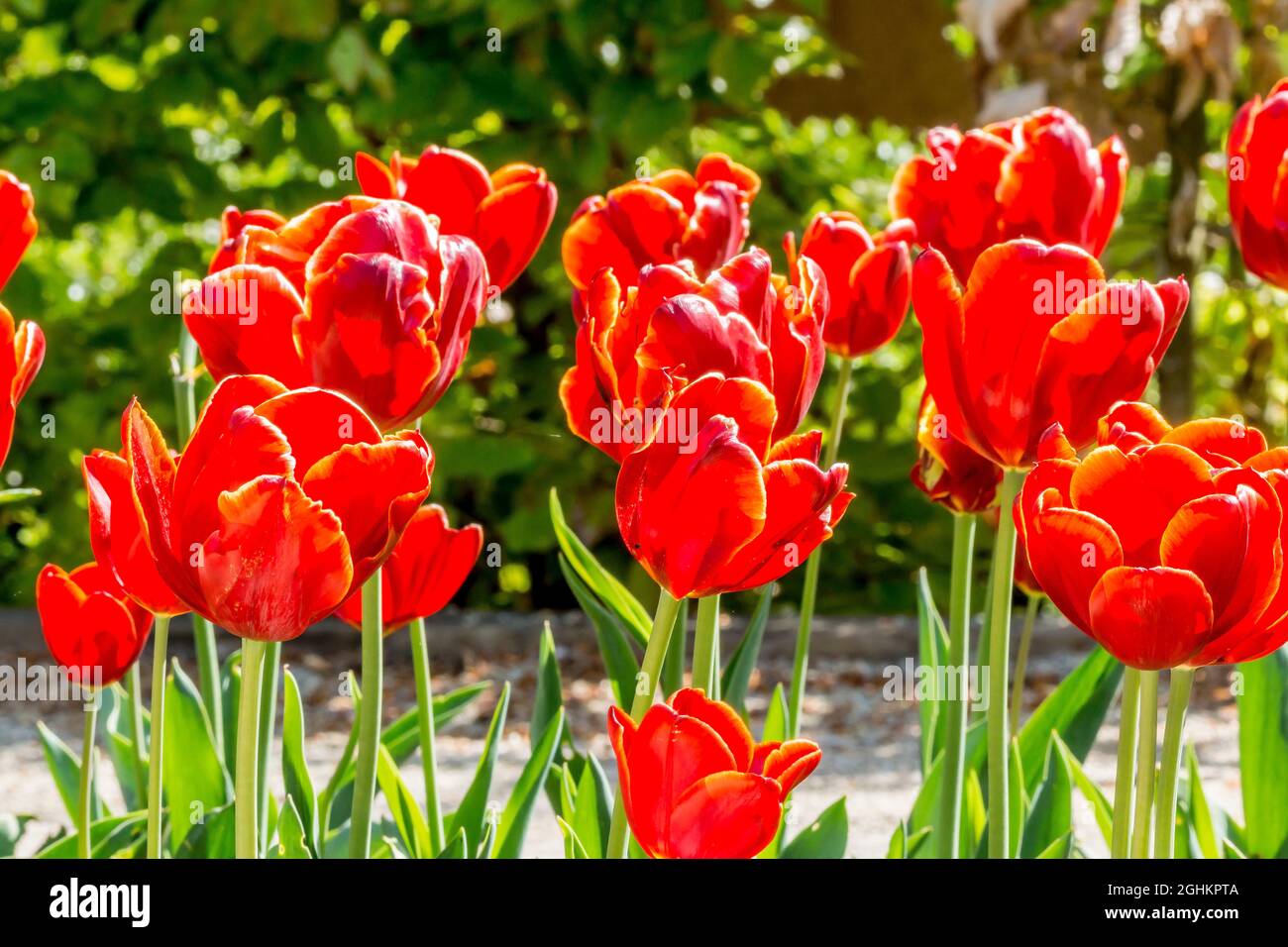 Tulip 'Abba' in bloom in a garden Stock Photo - Alamy