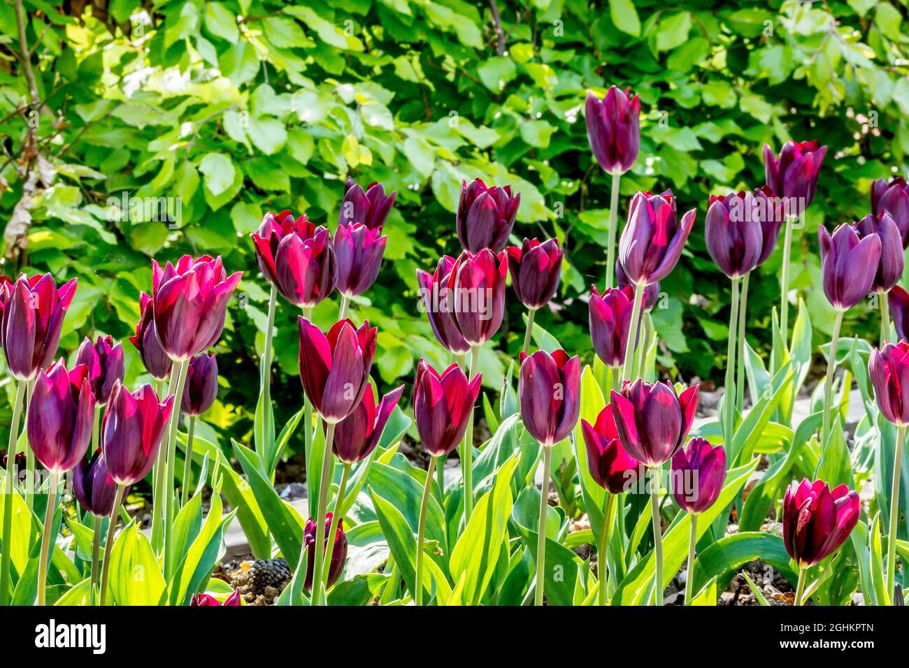 Tulips 'Havran' in bloom in a garden Stock Photo - Alamy