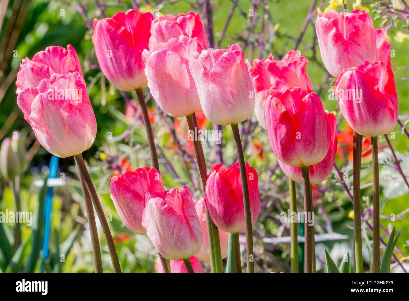 Tulip 'Gander Rhapsody' in bloom in a garden Stock Photo - Alamy