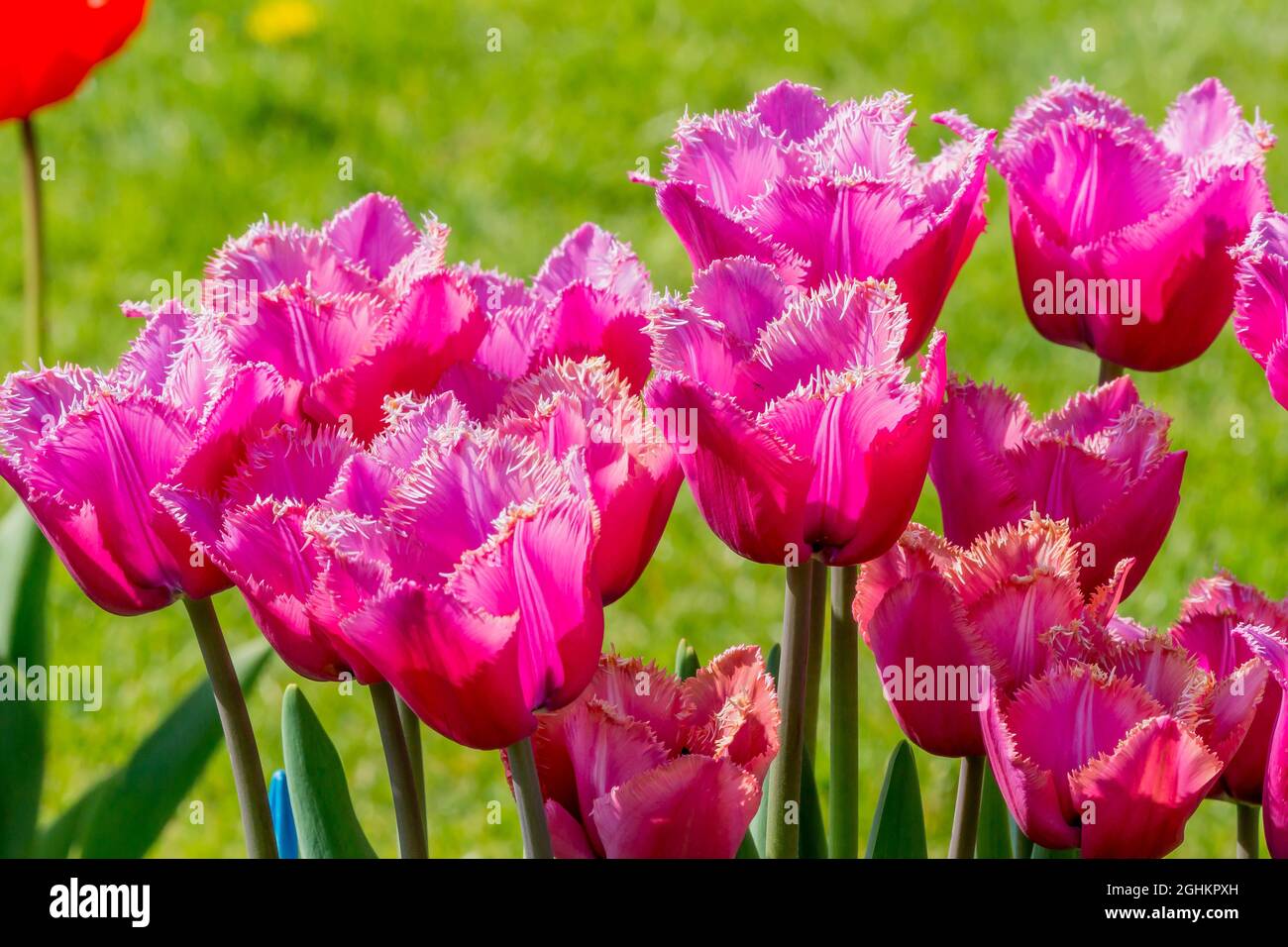 Tulip 'Blue Heron' in bloom in a garden Stock Photo - Alamy