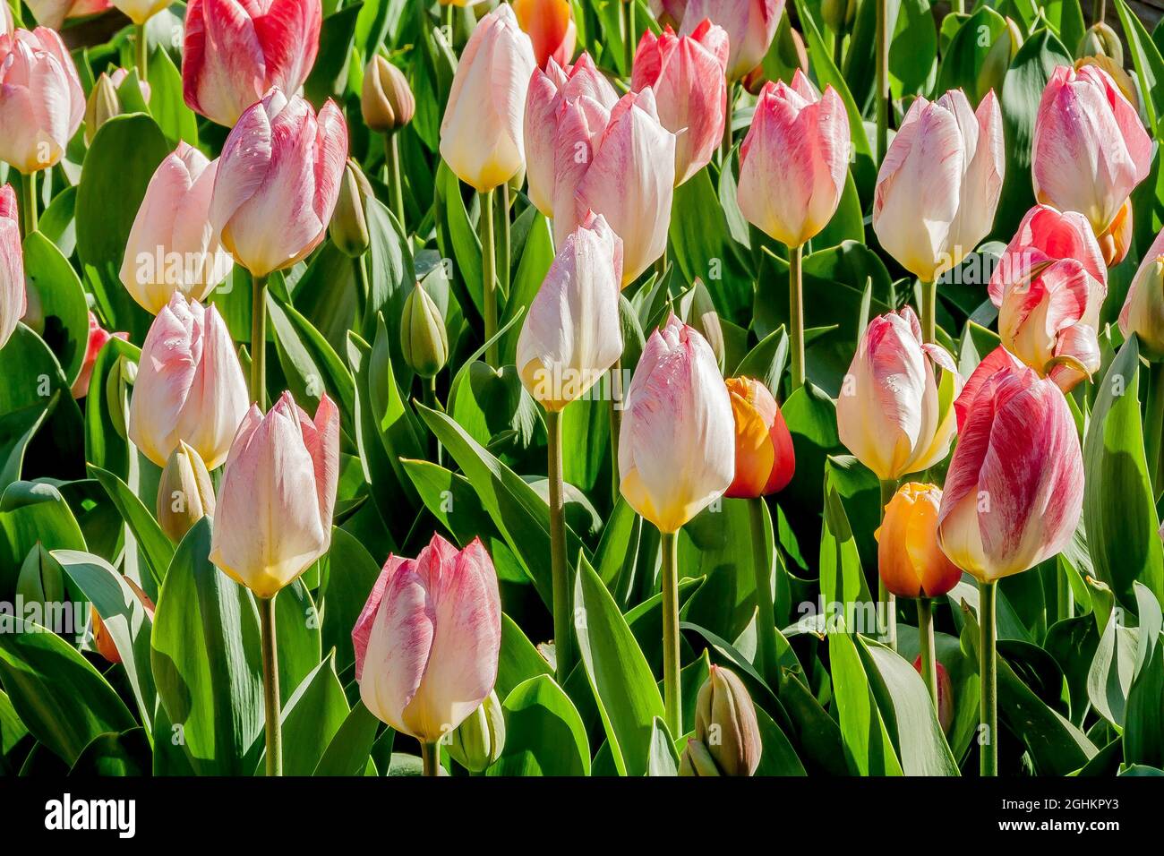 Tulips 'Sahara Rally' in bloom in a garden Stock Photo - Alamy
