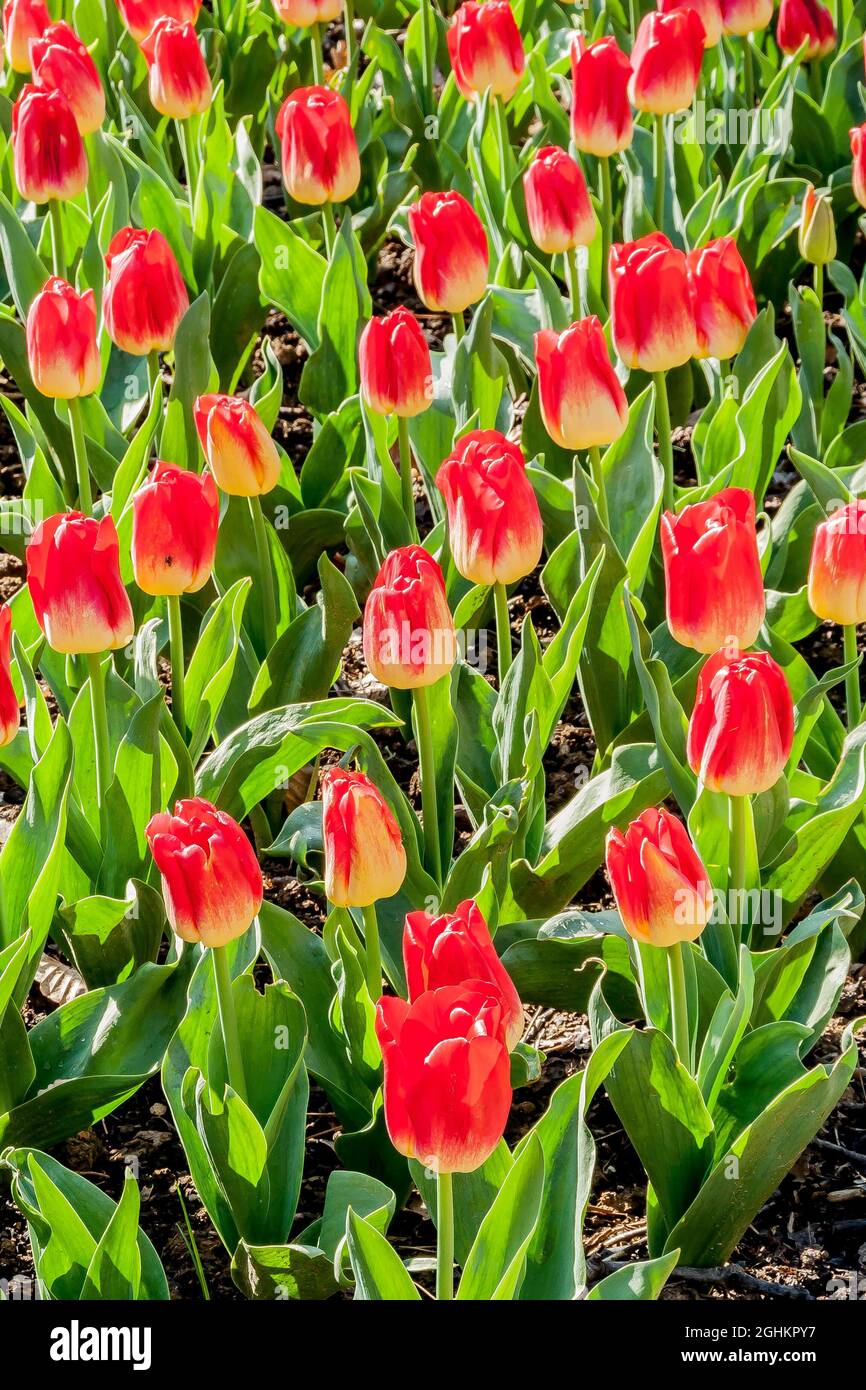 Tulip 'Match' in bloom in a garden Stock Photo - Alamy