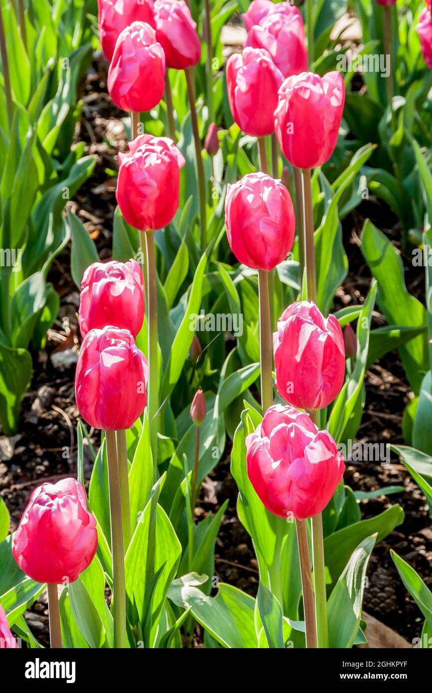 Tulip 'Jumbo Pink' in bloom in a garden Stock Photo - Alamy