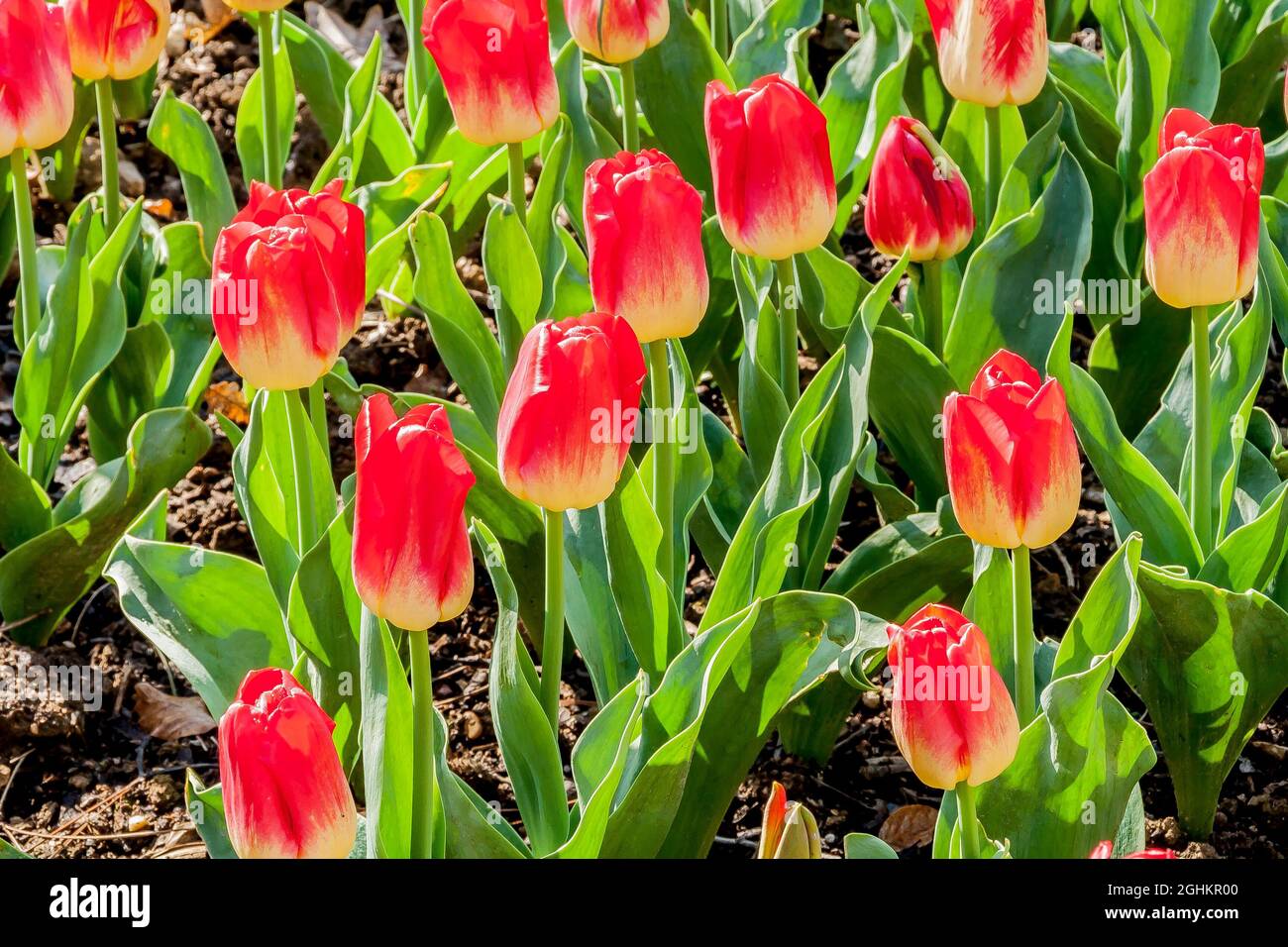 Tulip 'Match' in bloom in a garden Stock Photo - Alamy