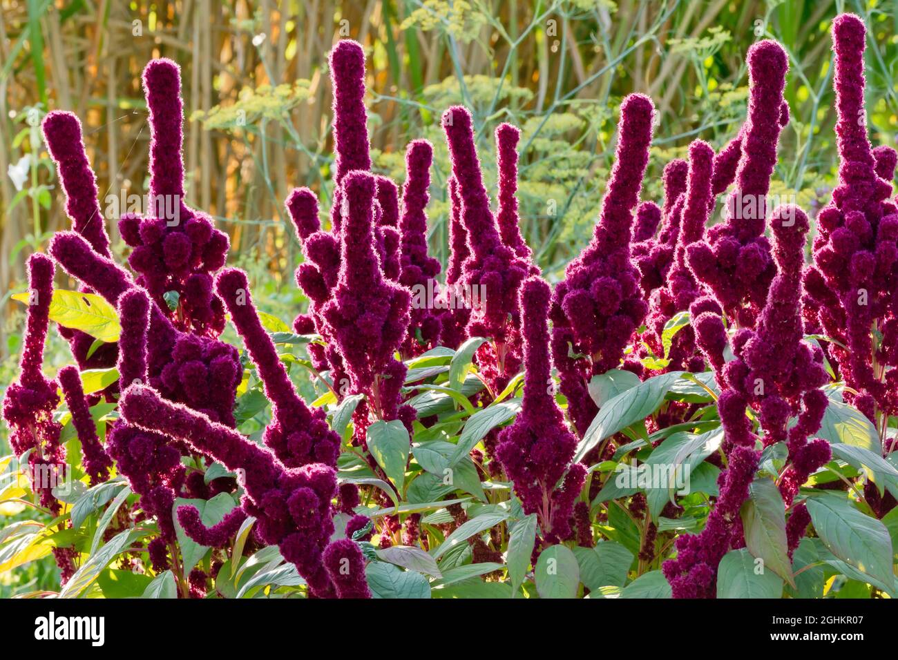 Amaranthus gangeticus 'Tête d'Elephant' Stock Photo - Alamy