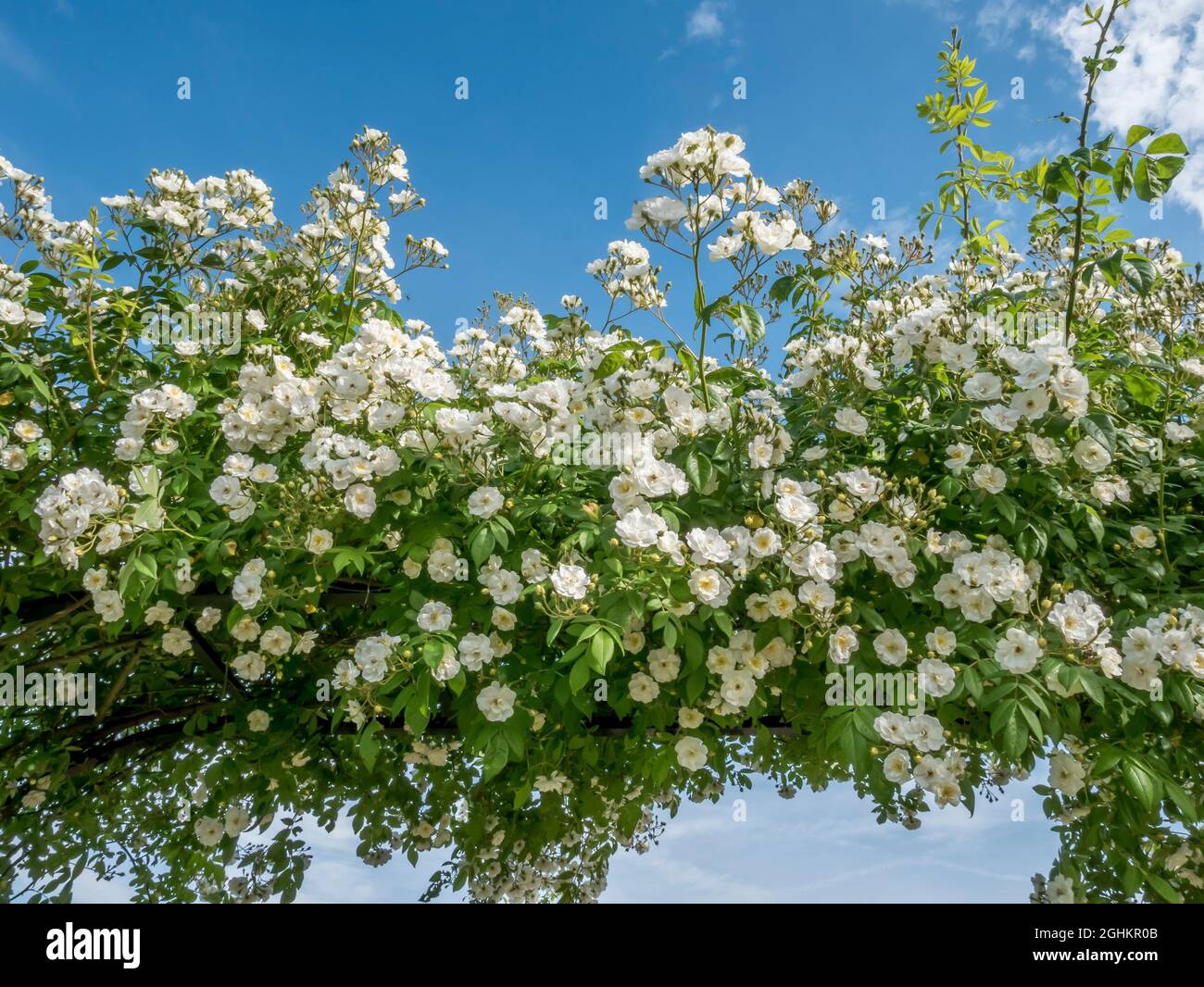 Rose tree 'Seagull' in bloom in a garden Stock Photo - Alamy