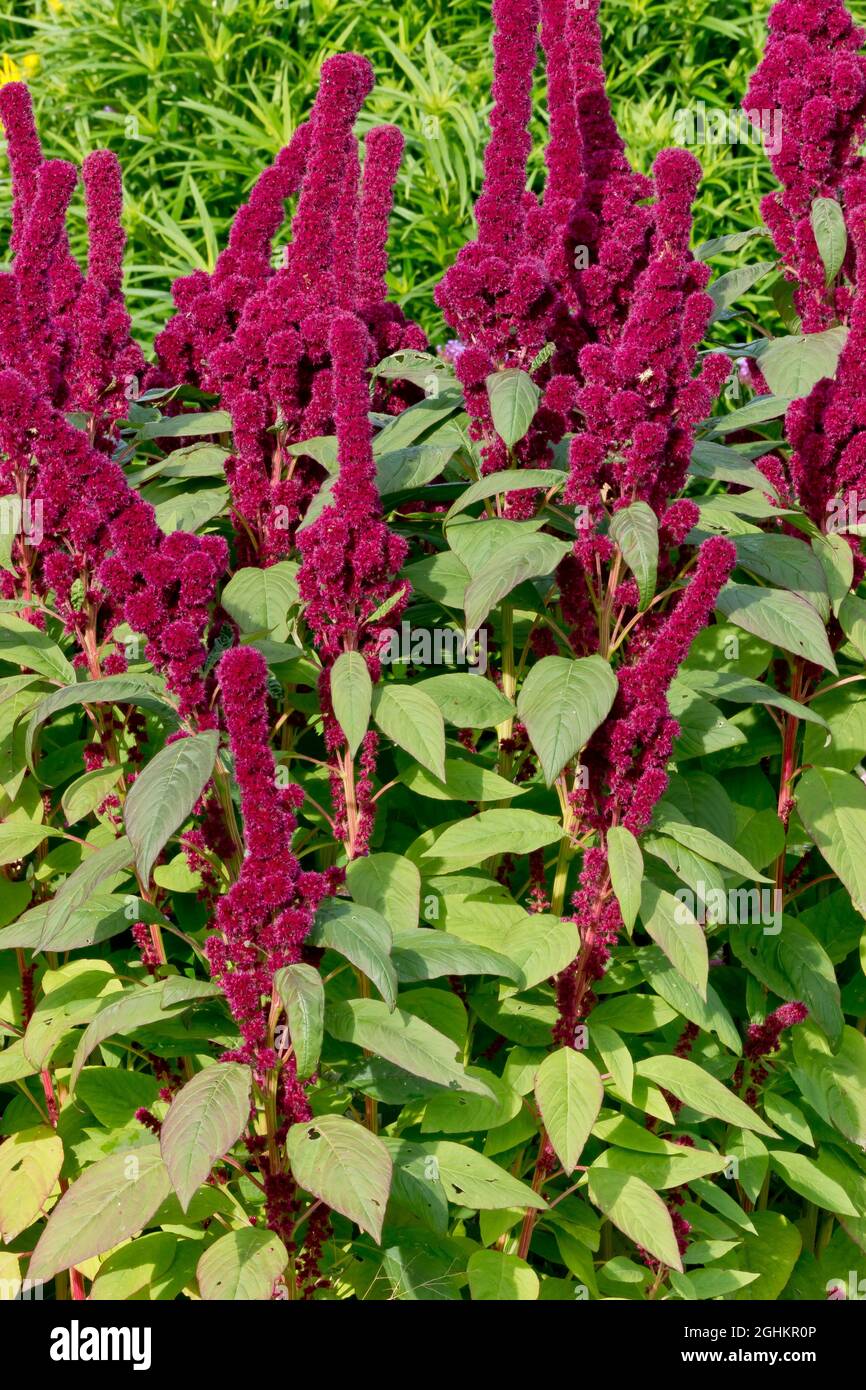 Amaranthus gangeticus 'Tête d'Elephant' Stock Photo - Alamy