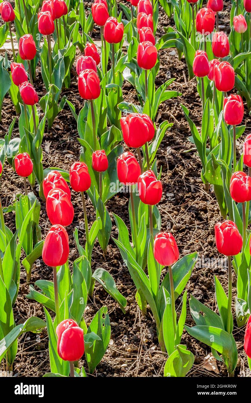 Tulip 'Kung Fu' in bloom in a garden Stock Photo - Alamy