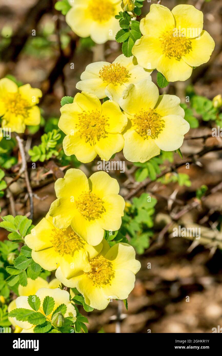 Rosa xanthina ‘canary bird’ hi-res stock photography and images - Alamy