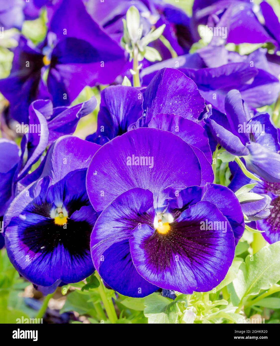 Viola x wittrockiana Matrix F1 Deep Blue Blotch Stock Photo - Alamy